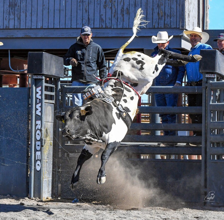 Pure Bull L2 | Lean Muscle, Joint Health, Bone Development