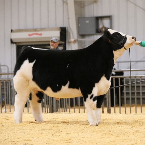 Gut-Pro Livestock Supplement | Digestive Aid, Probiotics, Appetite Health